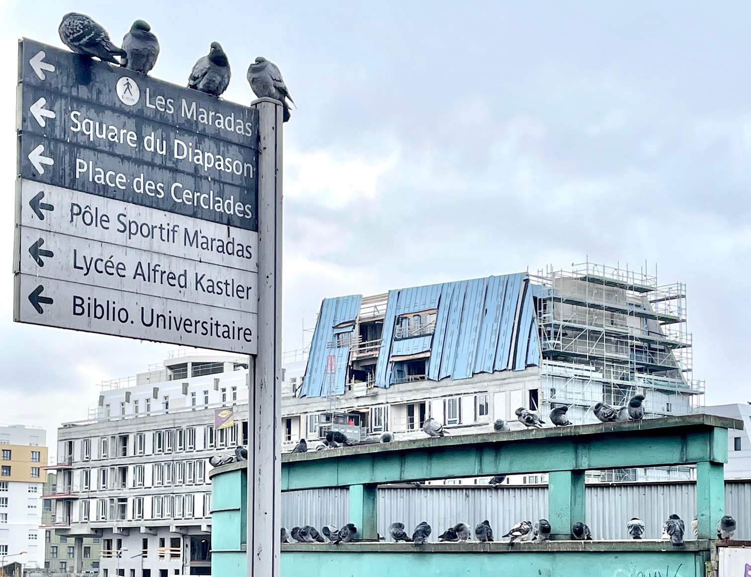 Dépigeonnage à Paris : choisir un dispositif pour éloigner les pigeons